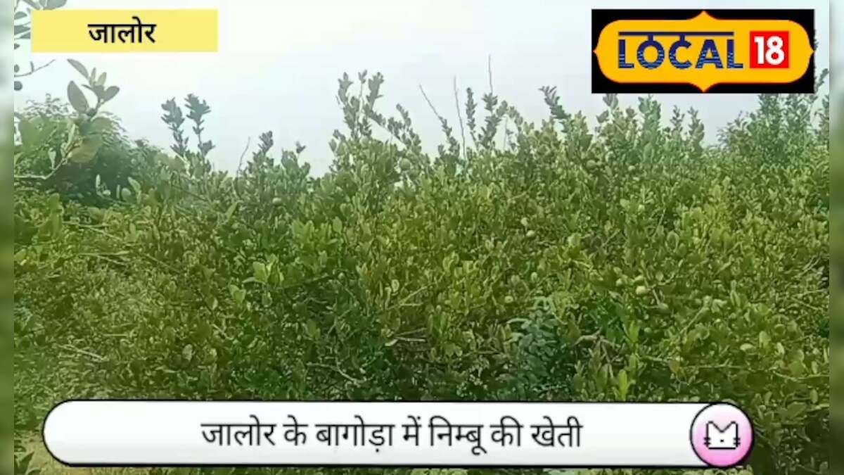 नींबू की खेती से जालोर का किसान हुआ मालामाल, किसानों में बढ़ रहा जैविक ...