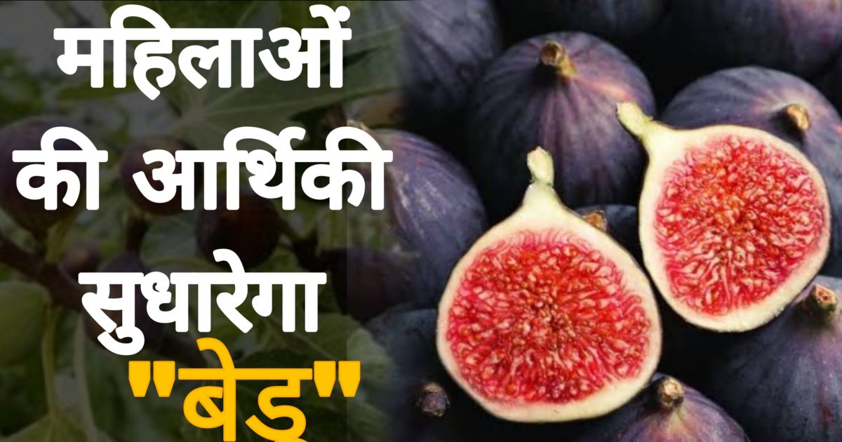 ताज और हयात होटल का जायका बढ़ाएगा उत्तराखंड का यह जंगली फल, पीएम मोदी ...