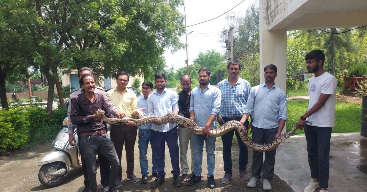 Python Video: पावर हाउस में घुसा 12 फीट लंबा अजगर, कर्मचारियों के उड़ ...