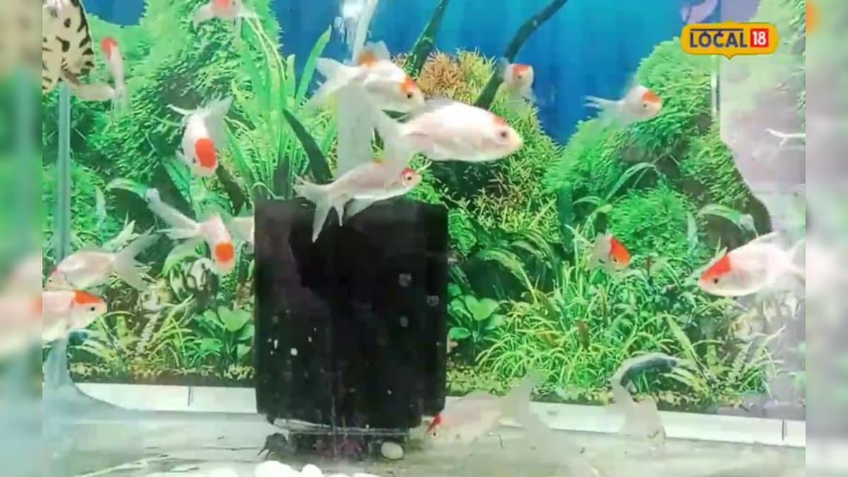 आपको भी मछलियां पालने का है शौक तो 'फिश पार्क पेट शॉप' में एक्वेरियम और ...