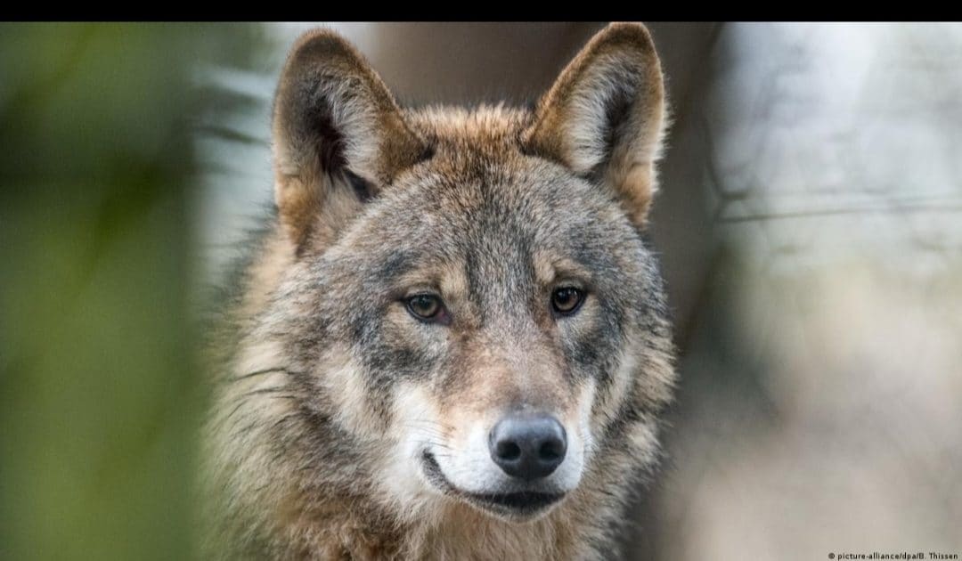 Special research will be done on wolves in MP's first 'Wolf Nauradehi ...