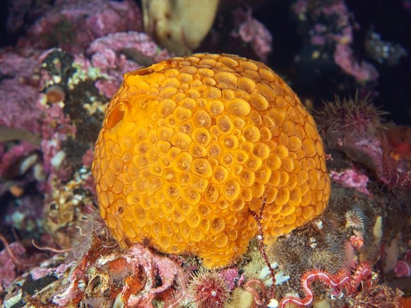 धरती पर सबसे लंबी उम्र वाले 6 जीव, एक तो 'अमर' भी, जानकर दंग रह जाएंगे ...