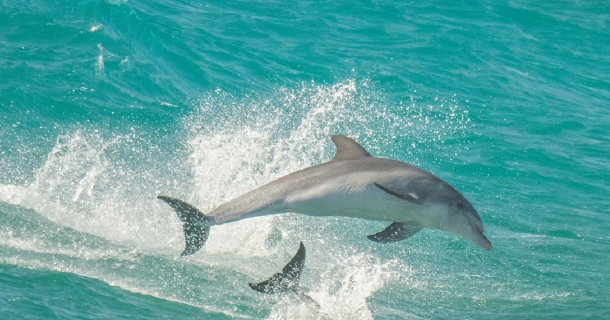 Know Science behind the Military Dolphins use by the Russian Navy ...