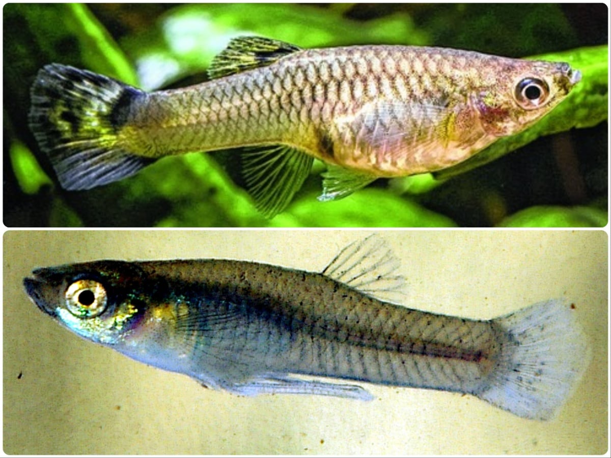 ये आक्रामक मछली खाएगी मच्छरों का लार्वा, खत्‍म करेगी मलेरिया और डेंगू ...