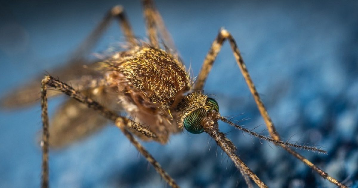 Mosquitoes on the move as temperature rises globally can raise Malaria ...