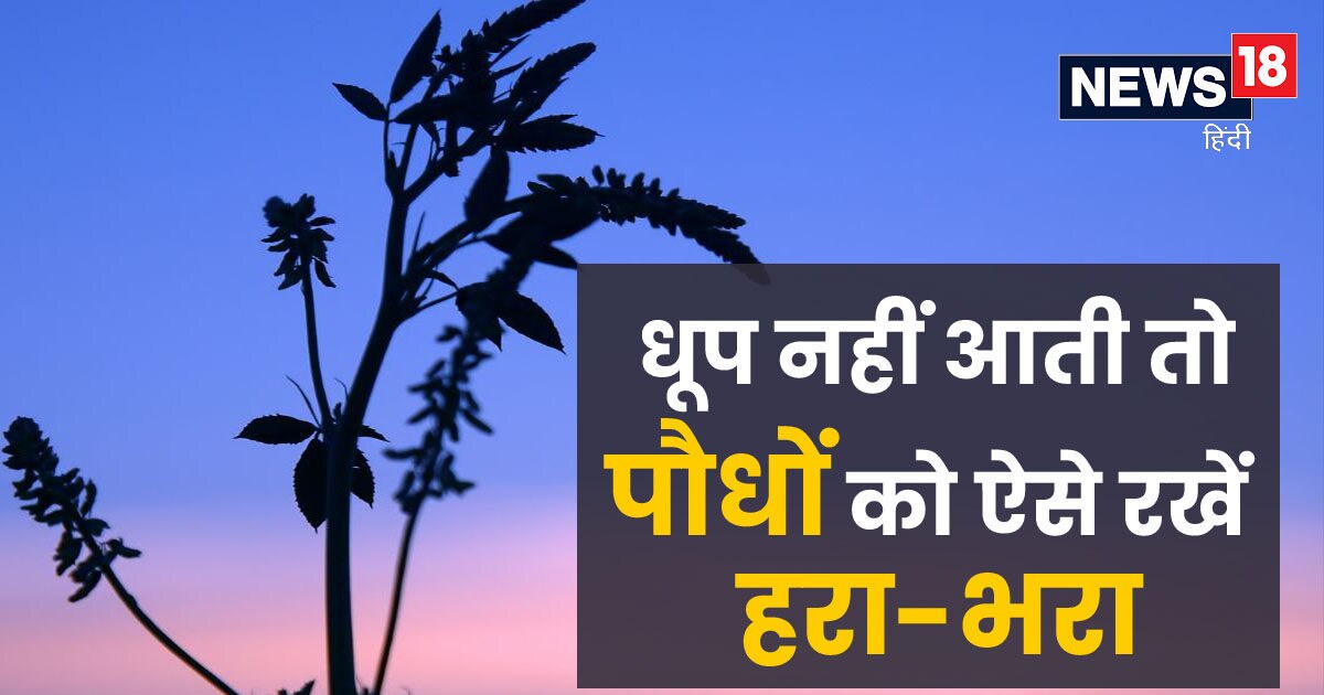 Plants Care Tips: बालकनी में नहीं आती धूप, हो रहे हैं पौधे खराब? आजमाएं ...