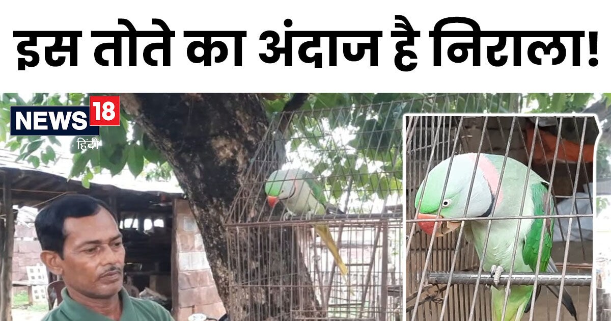 Bihar News: jamui Special parrot speaks Hindustan Zindabad people come ...