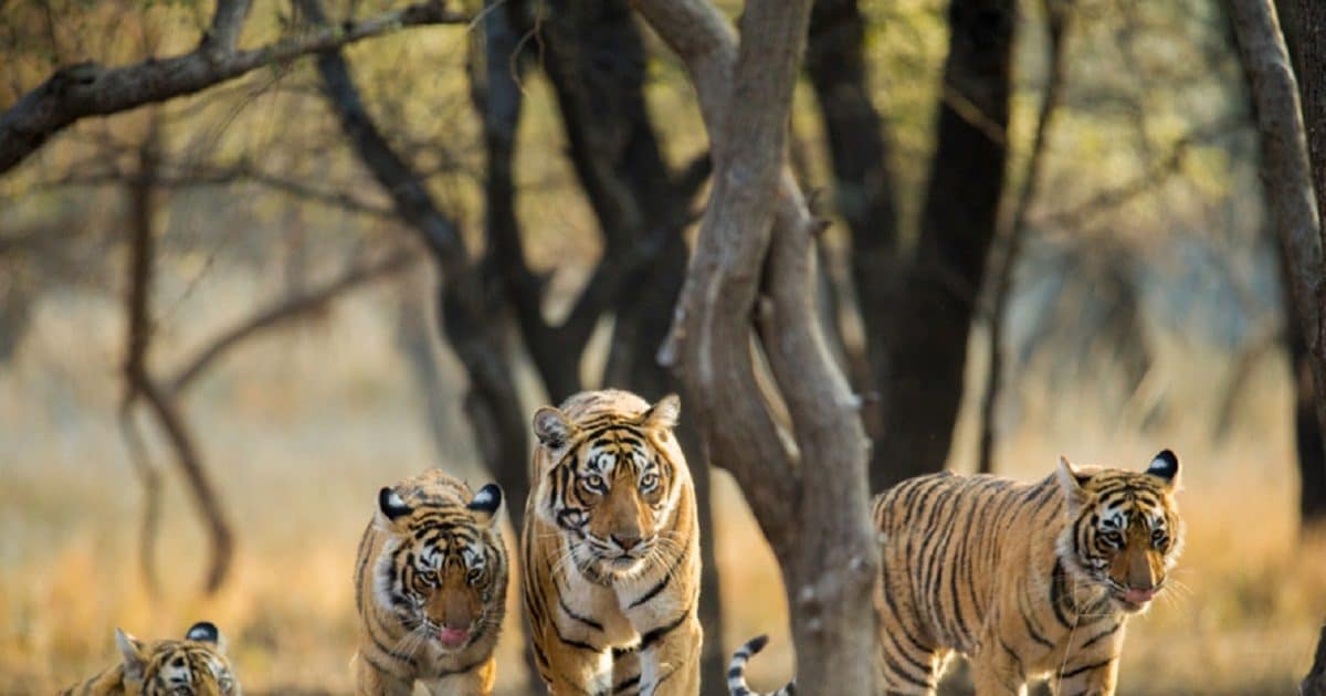 International Tiger Day 2023 Saving tiger means saving forest know why ...