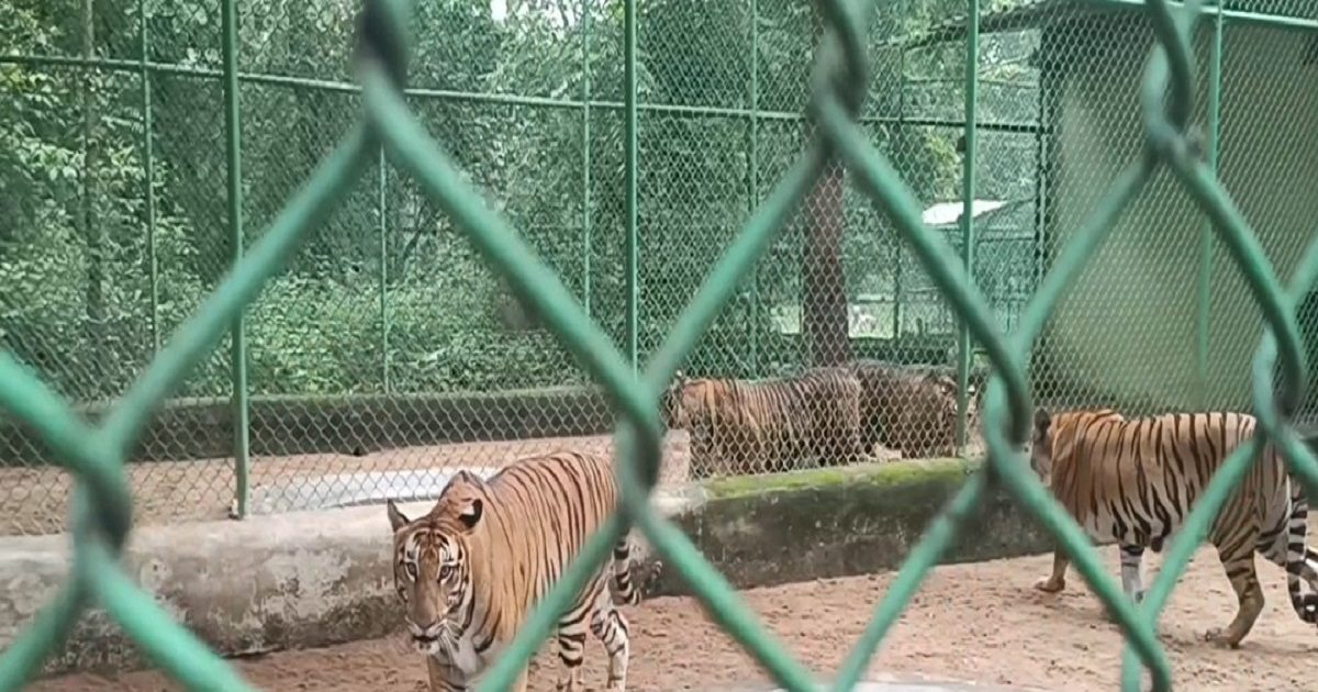 वर्ल्ड टाइगर डे पर रांची के बिरसा जू में सेलिब्रेटी बनी 'अनुष्का फैमिली ...