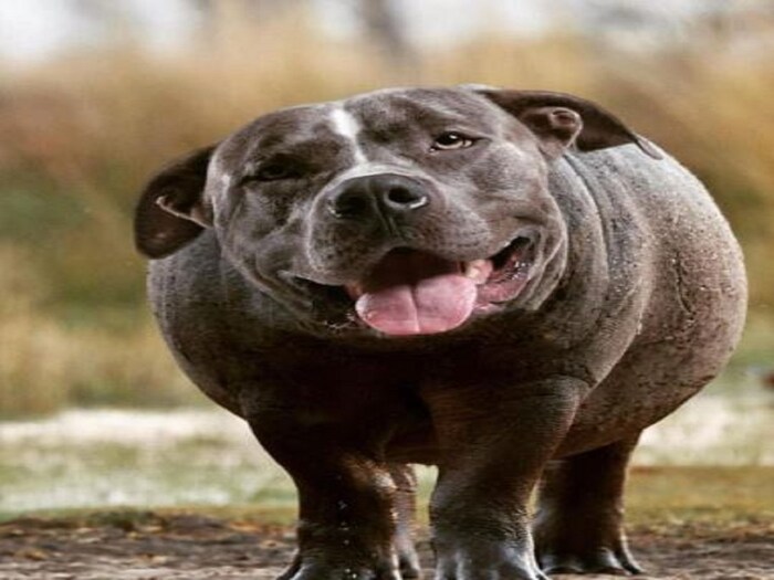 इंटरनेट पर शेयर हुई ऐसी Photos, शेर से लेकर हाथी तक, दिखते इतने क्यूट ...