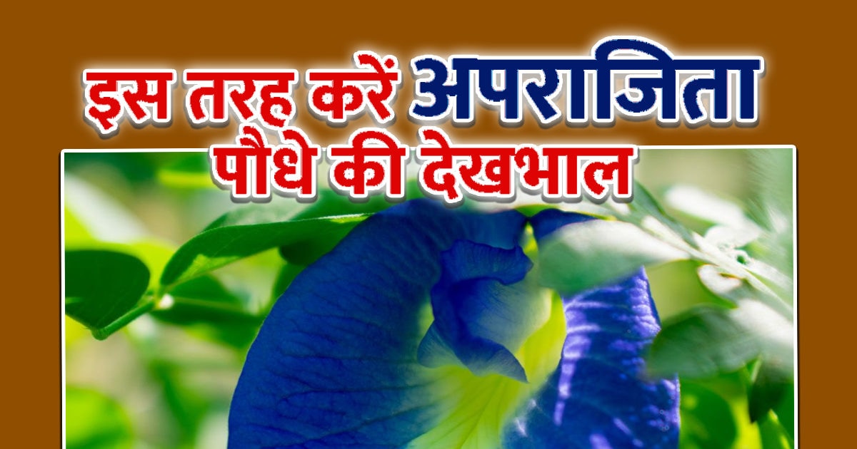 इन 6 तरीकों से करें अपराजिता के पौधे की देखभाल, फूलों से भर जायेगा ...