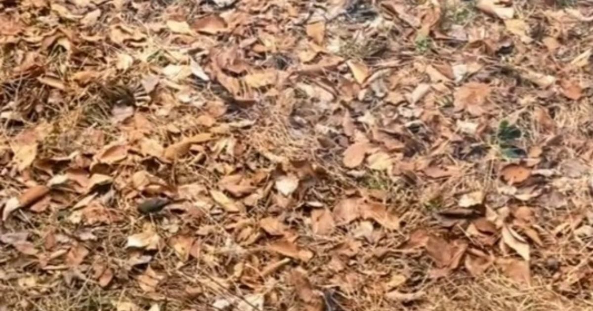 7 सेकंड में लीजिए आंखों का टेस्ट, तस्वीर में दिख गईं सारी चिड़ियां, तो ...