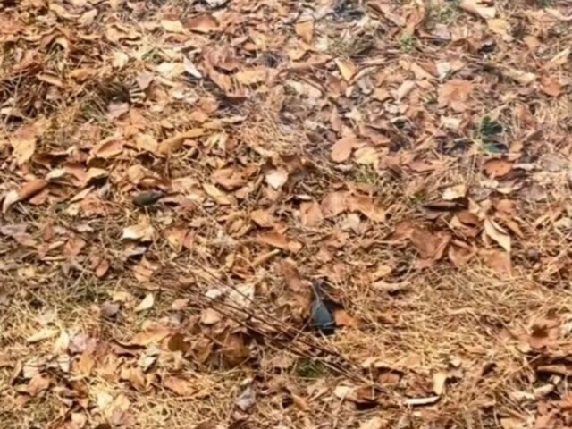 7 सेकंड में लीजिए आंखों का टेस्ट, तस्वीर में दिख गईं सारी चिड़ियां, तो ...