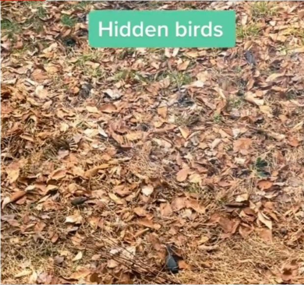 7 सेकंड में लीजिए आंखों का टेस्ट, तस्वीर में दिख गईं सारी चिड़ियां, तो ...