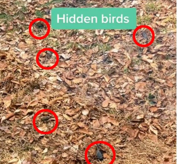 7 सेकंड में लीजिए आंखों का टेस्ट, तस्वीर में दिख गईं सारी चिड़ियां, तो ...