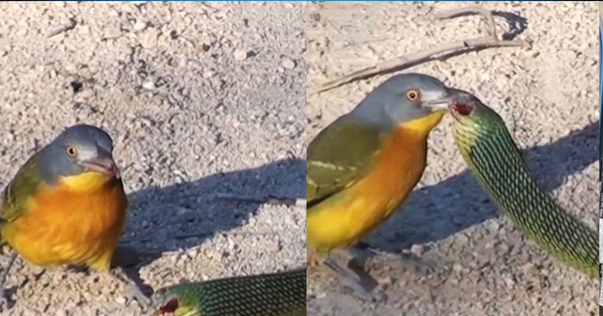 चिड़िया ने चोंच मार-मारकर फोड़ डाली सांप आंख! लहूलुहान होकर रेंगता रहा ...