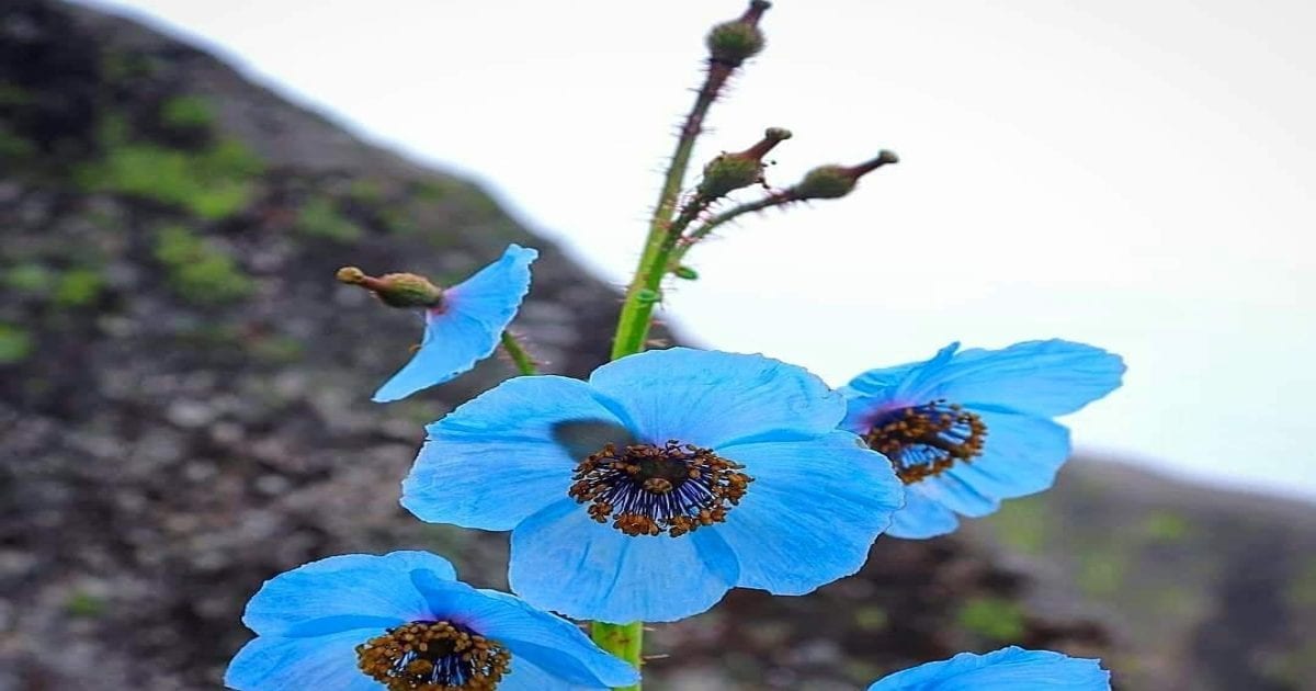फूलों की घाटी में क्वीन ऑफ अल्पाइन हिमालयन ब्लू पापी ने बिखेरी अपनी ...