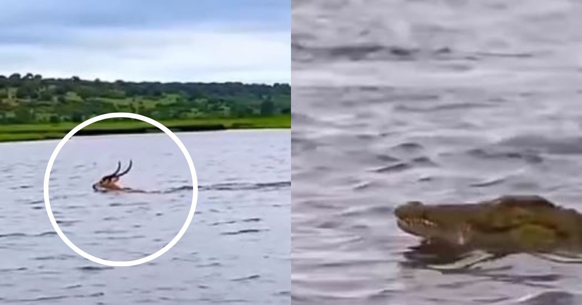 Viral Video: झील पार कर रहा था हिरण, तभी पीछे पड़ा मगरमच्छ, फिर जो हुआ ...