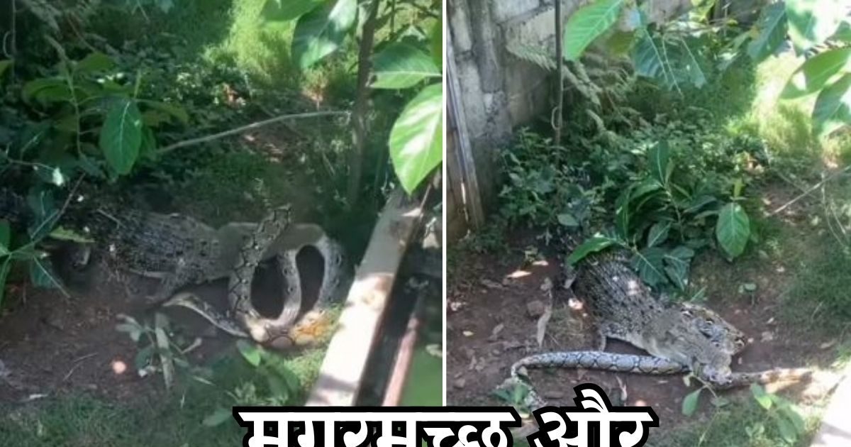 Crocodile Vs Python Video मगरमच्छ ने अजगर को चटाई धूल मुंह से दबोचकर 7016