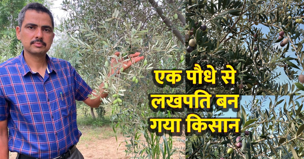इजराइल के पौधे ने बदली किसान की किस्मत, पिता के आइडिया से हुआ मालामाल ...