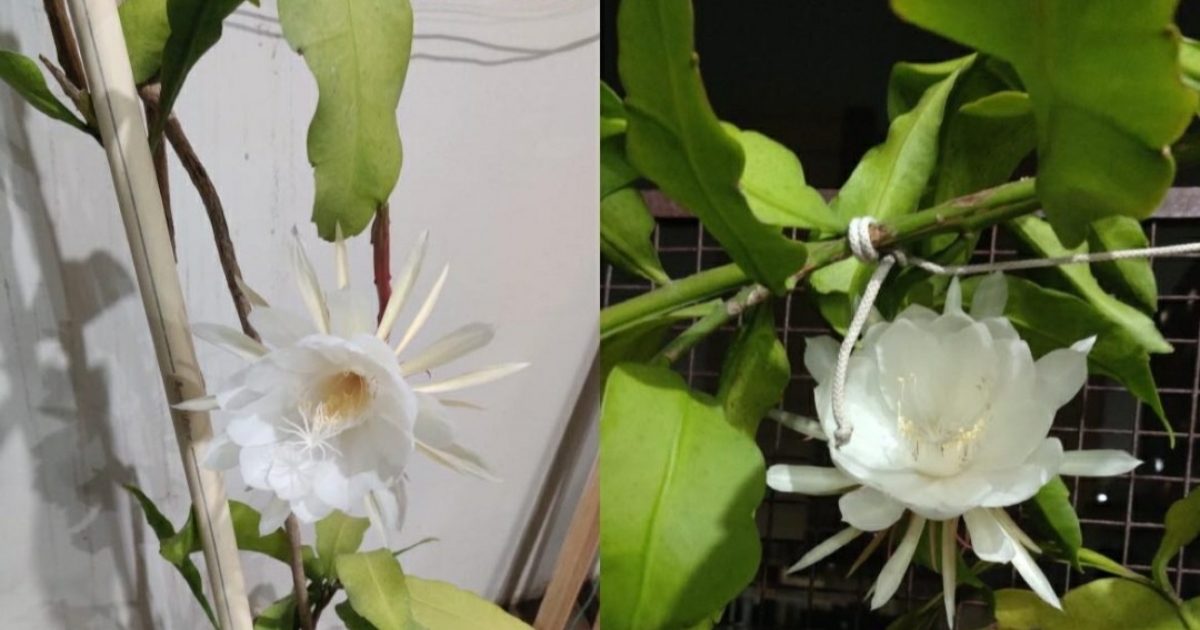 सौभाग्य का प्रतीक होता है ब्रह्म कमल, दर्शन मात्र से मिलता है अमृत समान ...