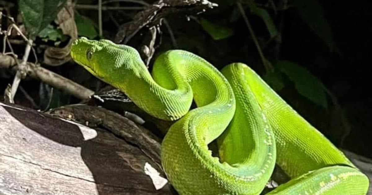 दुनिया का सबसे महंगा सांप, 1 भी बिक जाए तो खरीद लेंगे लग्‍जरी कार, हर ...