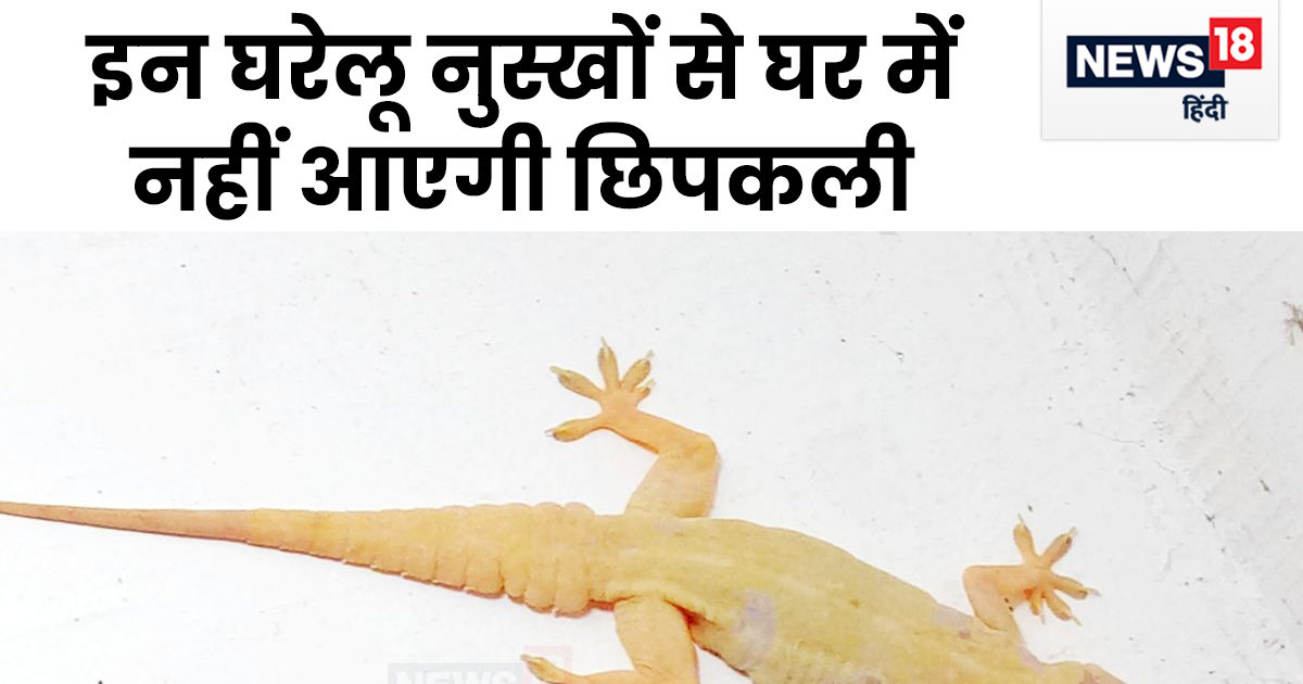 Chipkali kaise Bhagaye : बारिश में छिपकली से हो गए हैं परेशान, अपनाएं 3 ...