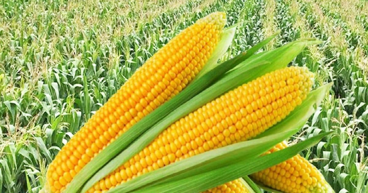 मक्के की फसल उगाने वाले किसान भाई हो जाएं सावधान, यूपी-बिहार के बाद इस ...