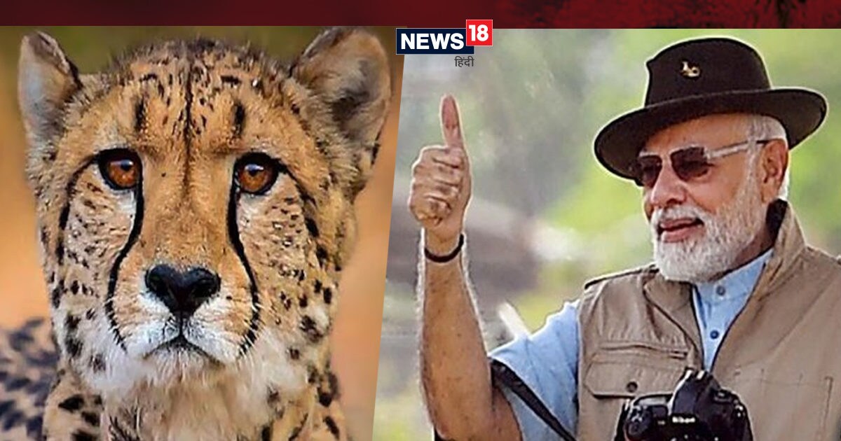 कूनो नेशनल पार्क: चीतों की लगातार होती मौत से एक्शन में केंद्र सरकार ...