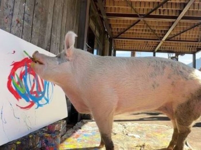 सुअर नहीं आर्टिस्ट कहिए जनाब! जानवर ने बनाई पेंटिंग, खरीदने की लग गई ...