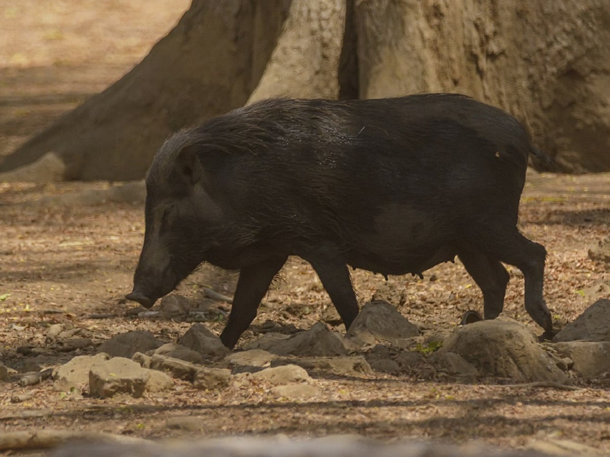 Global pandemic macaque monkeys and wild pigs exploding population ...