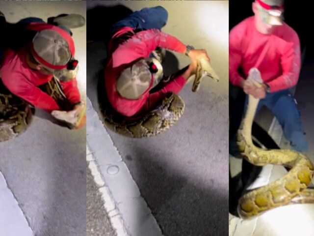 लड़के ने पकड़ा 19 फीट का अजगर, फिर जानवर से कुछ यूं जकड़ा, वीडियो देख खड़े हो जाएंगे रोंगटे ...