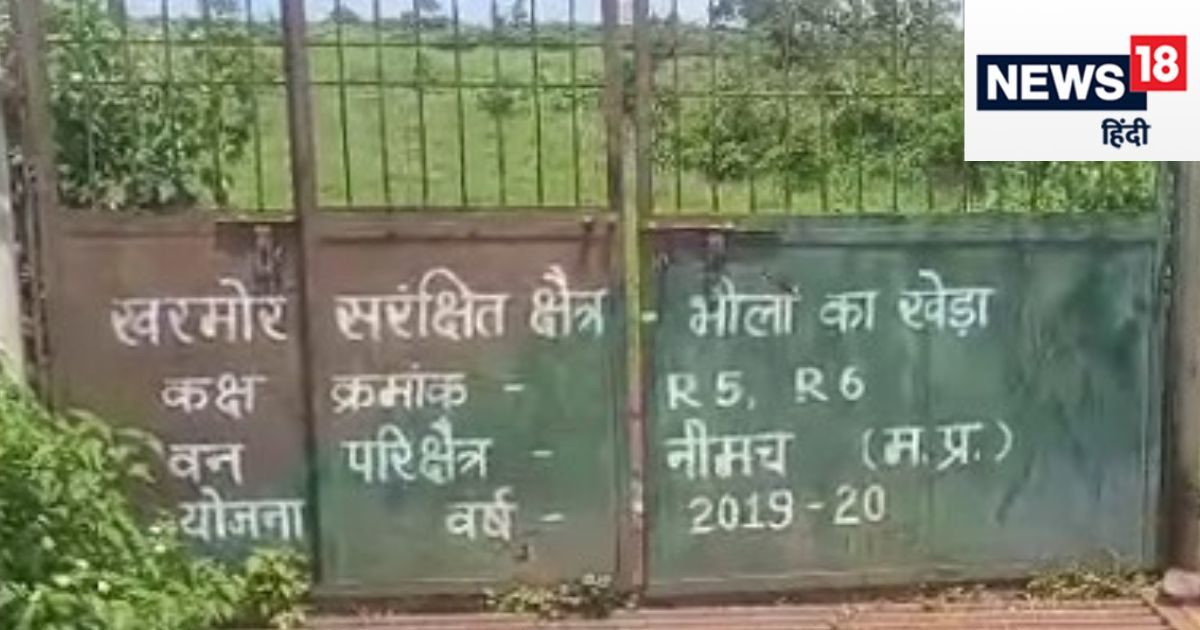 Wild Life: किसानों का दोस्त! इस परिंदे के लिए खरमोर अभयारण्य तैयार, वन ...