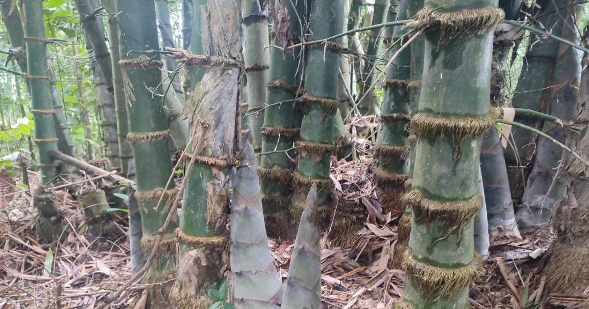 असम में बांस से बनती है अनोखी डिश खोरिसा, मेडिसन का भी करती है काम ...