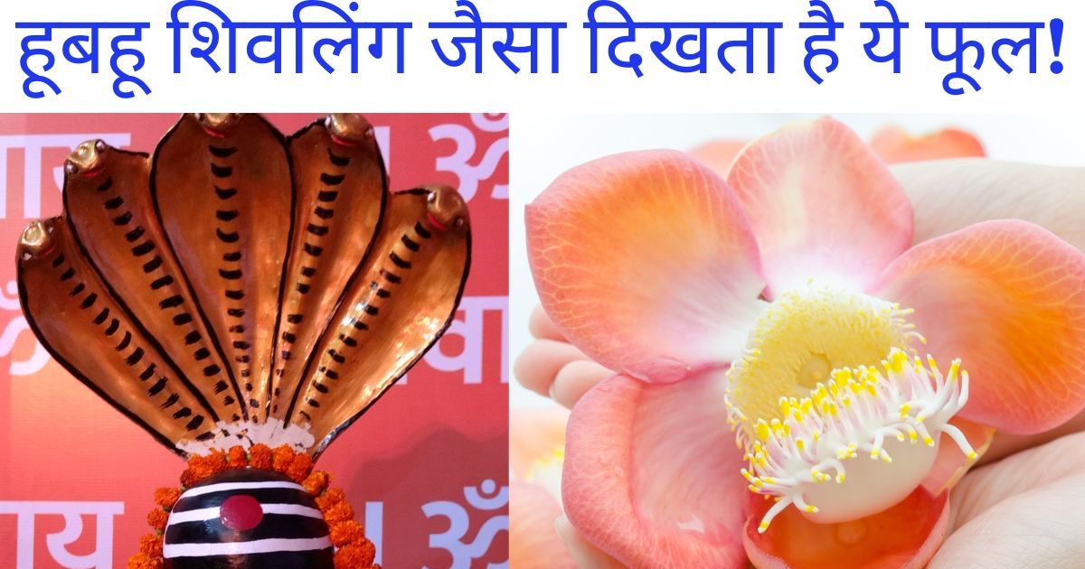 शिवलिंग जैसा दिखता है ये रहस्यमय फूल, सुंदर है रंग-रूप , पर एक वजह से ...
