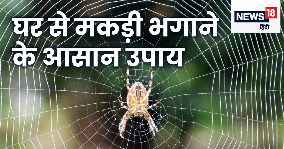 Get Rid of Spider: बारिश में मकड़ियों का बढ़ गया है आतंक, अपनाएं 3 ...