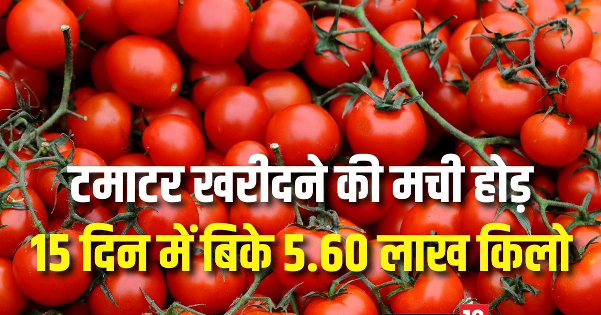 15 दिन में बिके 560 टन टमाटर, ONDC ने 1 हफ्ते में बेच दिए 10,000 किलो टमाटर, मार्केट से आधे दाम ...