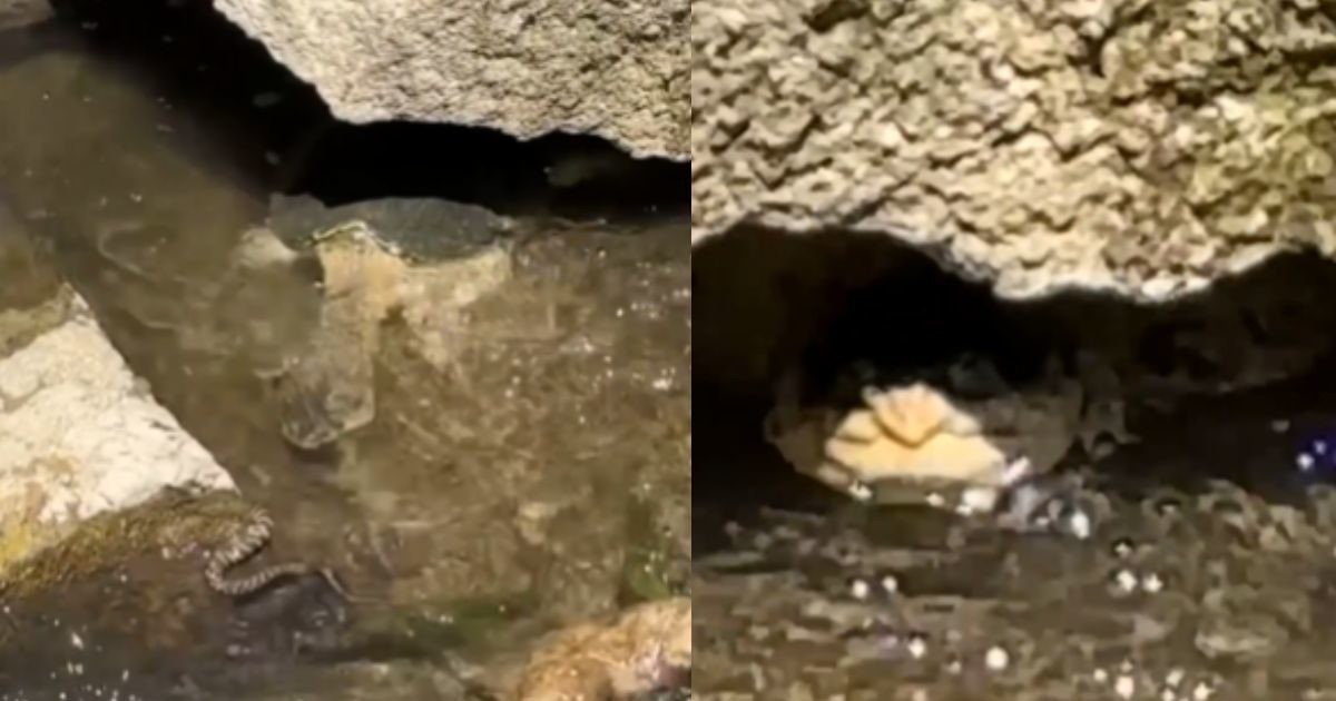 Wildlife Video: नहीं देखा होगा ऐसा नज़ारा, सांप को झटके से निगल गया ...
