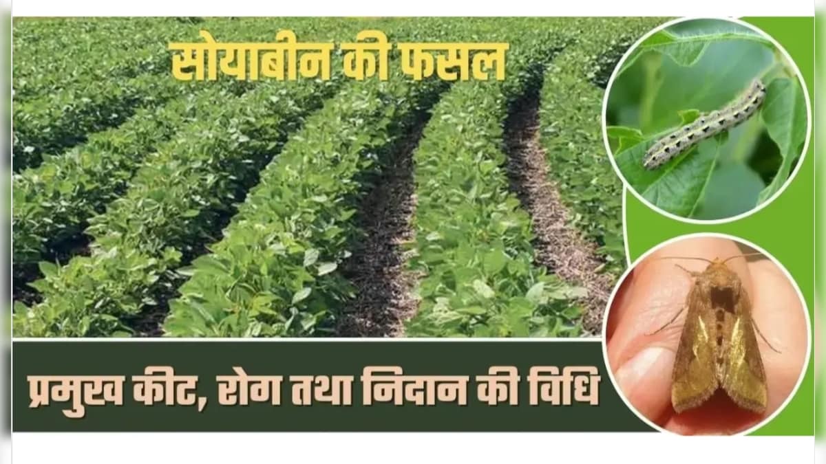 सोयाबीन उड़द मक्का की फसल में लगने वाले कीटों का रोग नियंत्रण और बचाव ...