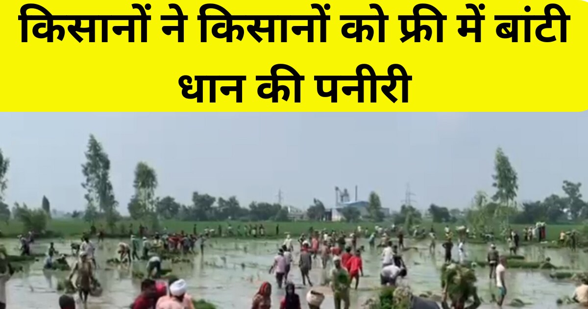 कुरुक्षेत्र में किसानों को फ्री में बांट रहे धान की पनीरी, पंजाब से भी ...