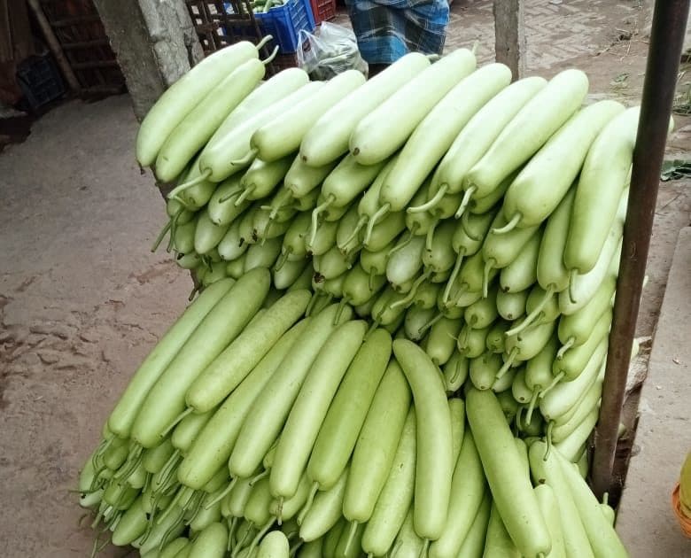 PHOTOS: लंबी लौकी की खेती कर किसान हो रहे मालामाल, खेत में ही हो जाती ...