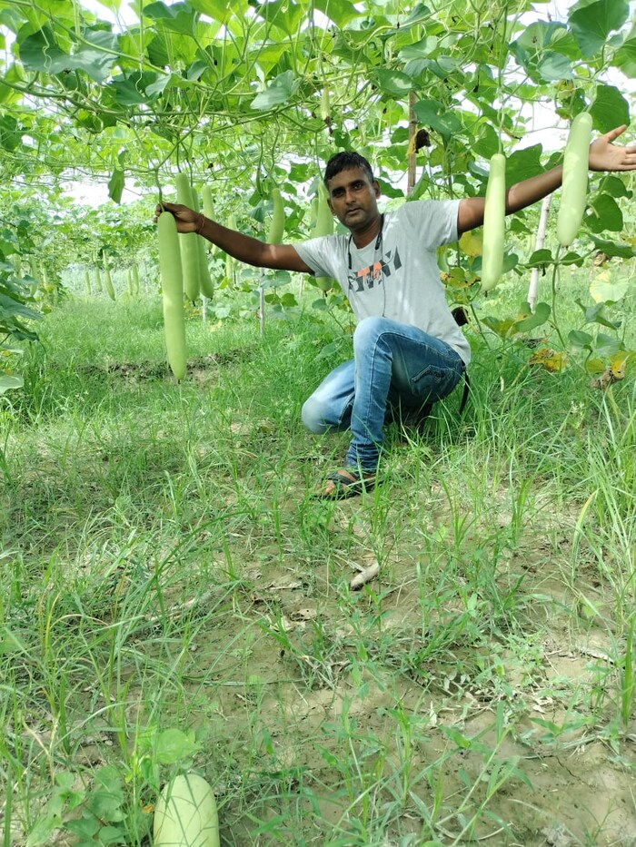PHOTOS: लंबी लौकी की खेती कर किसान हो रहे मालामाल, खेत में ही हो जाती ...