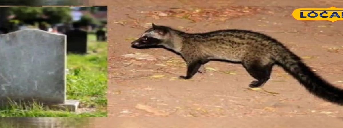 जेपी प्लांट में मिला अजीब सा जानवर ! लोगों का दावा- कब्र खोदकर खा जाता ...