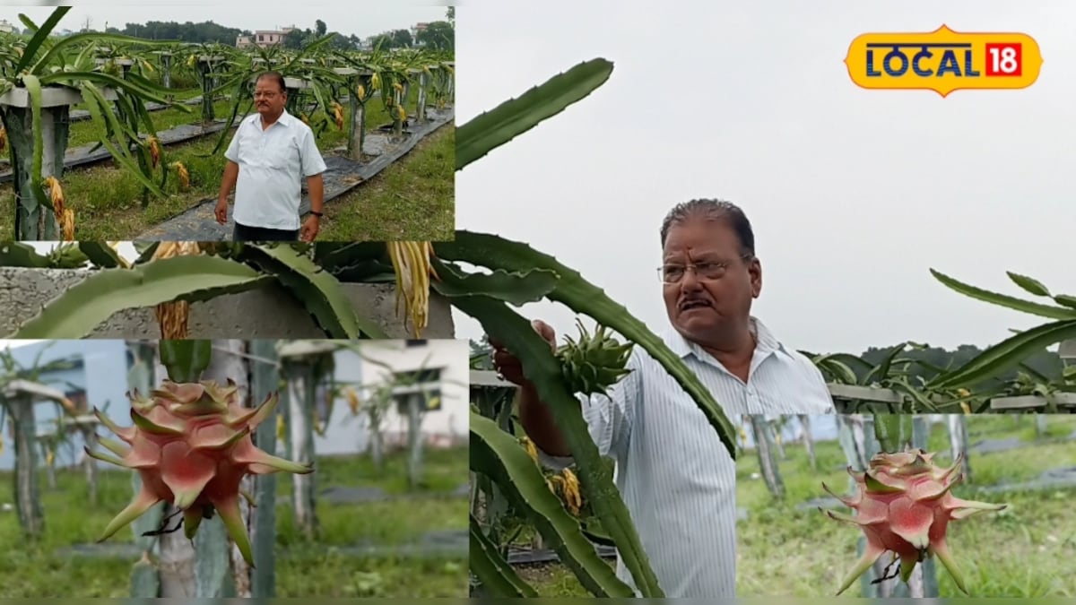 तराई की किस्मत बदल सकता है यह फल ! हल्द्वानी के रिटायर प्रिंसिपल ने ...