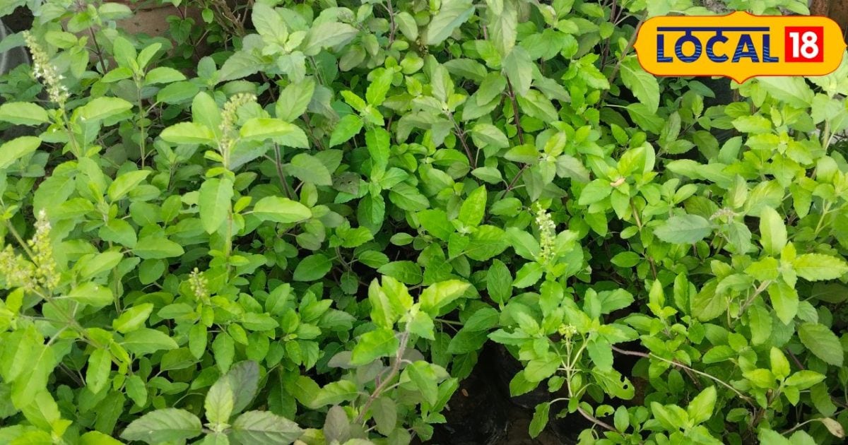 तुलसी के पौधे को घर में विधि-विधान से स्थापित कर करें पूजा, आएगी धन और ...