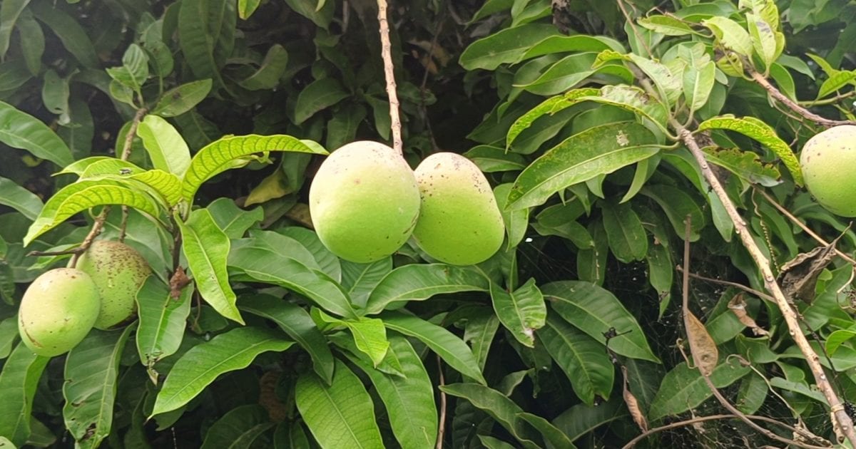 साल भर फल देता है यह आम का पेड़, 200 रुपए किलो होती है बिक्री - Mango ...