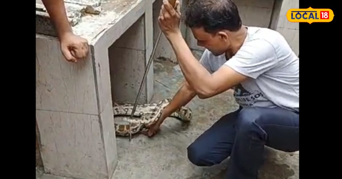 आगराः स्कूल में घुसा 6 फीट लंबा अजगर, बच्चों ने देखा तो मचा हड़कंप ...