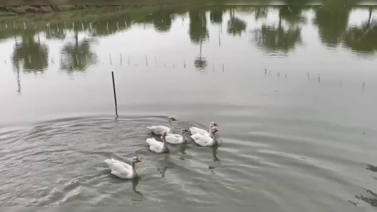 हंस पालन से मालामाल हुआ यह किसान, कई लोगों को दे रहा रोजगार, बंपर हो ...