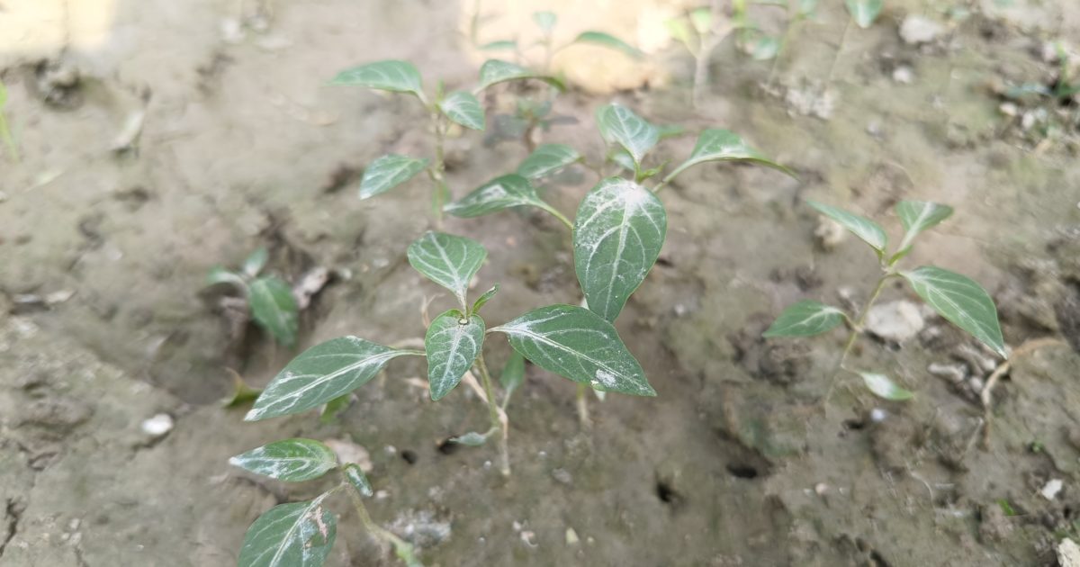 किसान मिर्च की खेती से होना चाहते हैं मालामाल, तो इस नस्ल के लगाएं पौधे ...