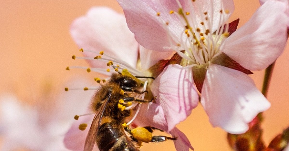 Bee evolution occurred tens of millions of years earlier than ...